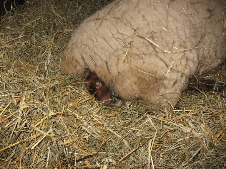 Stages of Lambing (graphic photos) – Updated – Red Rope Farm