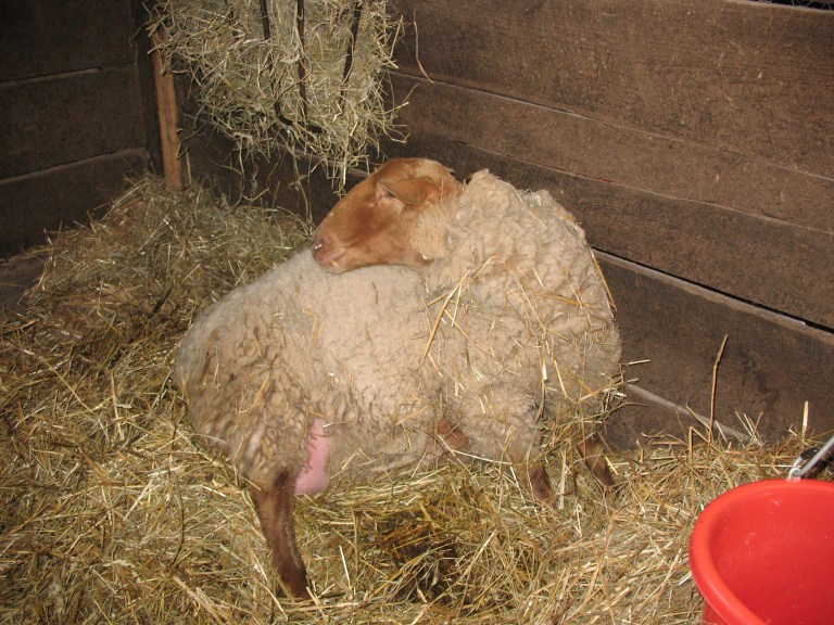 Stages of Lambing (graphic photos) – Updated – Red Rope Farm