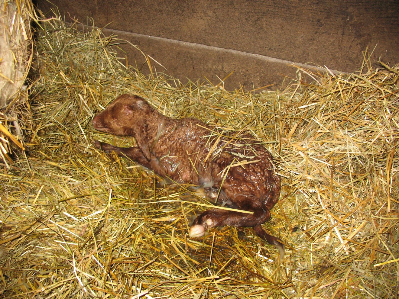 Stages of Lambing (graphic photos) – Updated – Red Rope Farm
