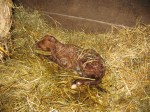Stages of Lambing (graphic photos) – Updated – Red Rope Farm