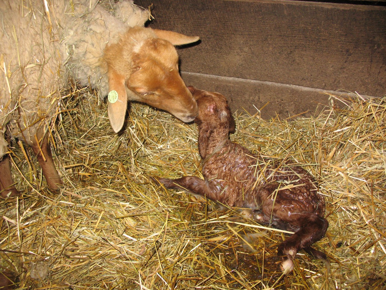 Stages of Lambing (graphic photos) – Updated – Red Rope Farm
