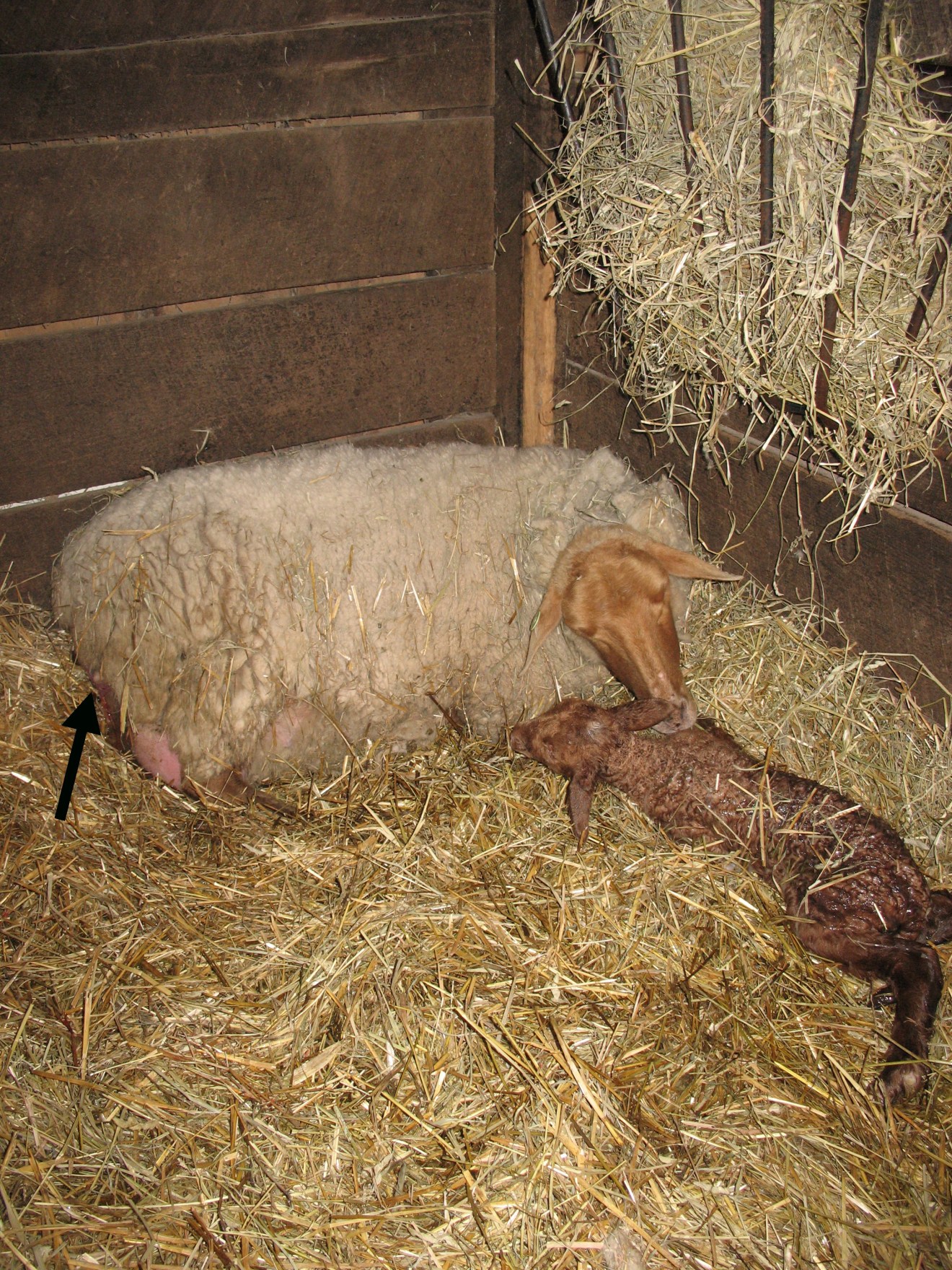 Stages of Lambing (graphic photos) – Updated – Red Rope Farm