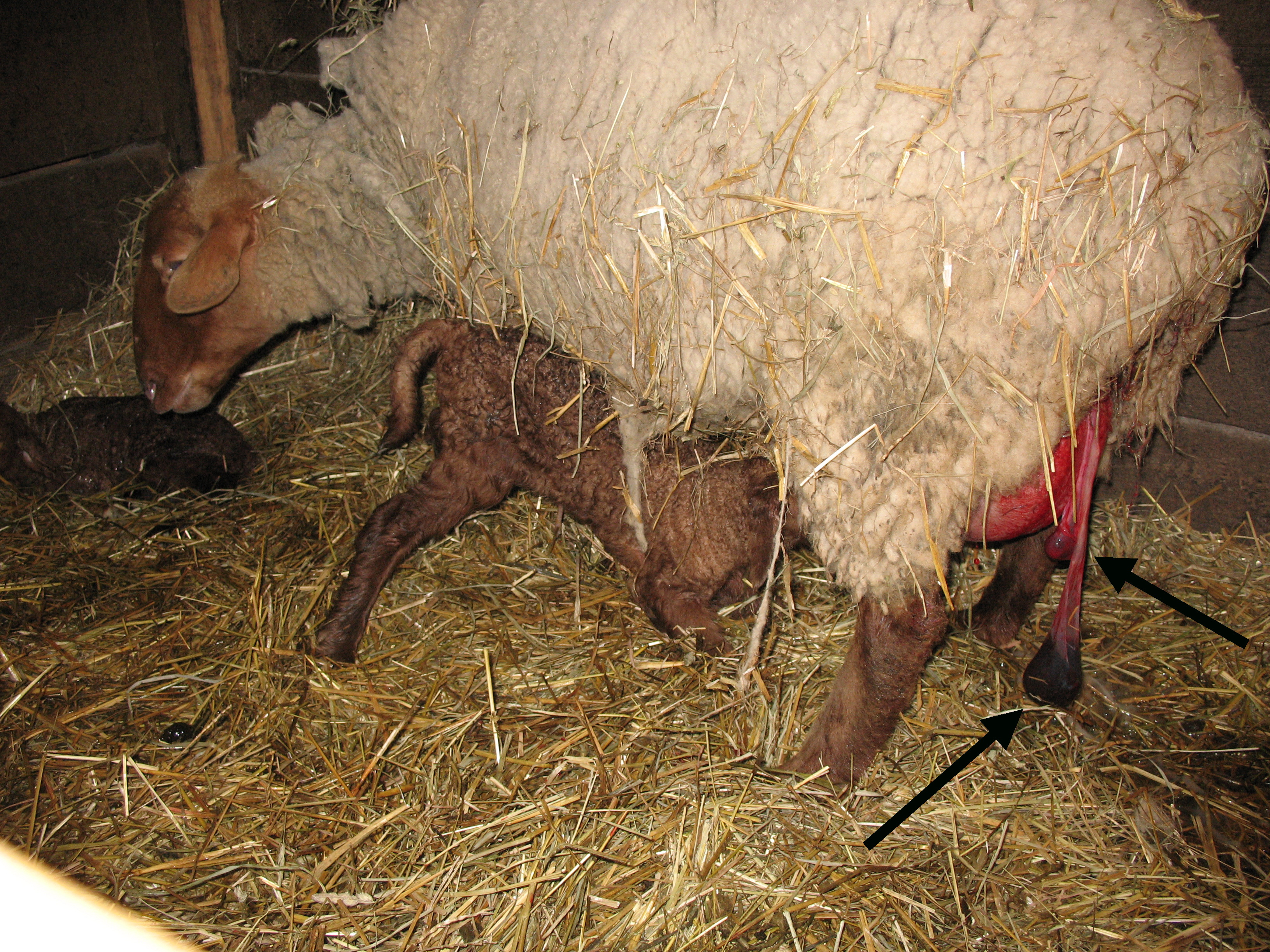 Stages of Lambing (graphic photos) – Updated – Red Rope Farm