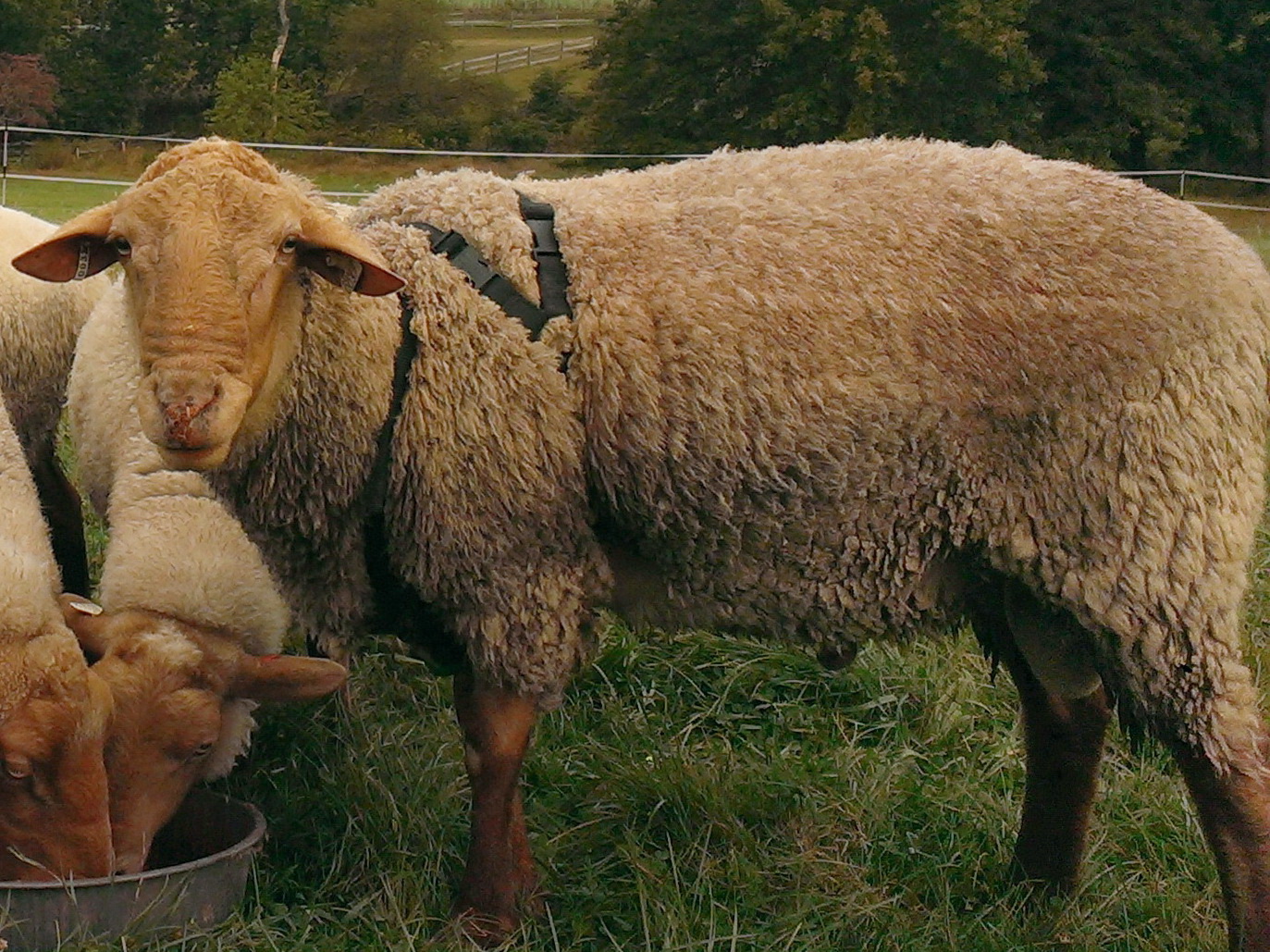 When Will My Ewe Give Birth? – Red Rope Farm