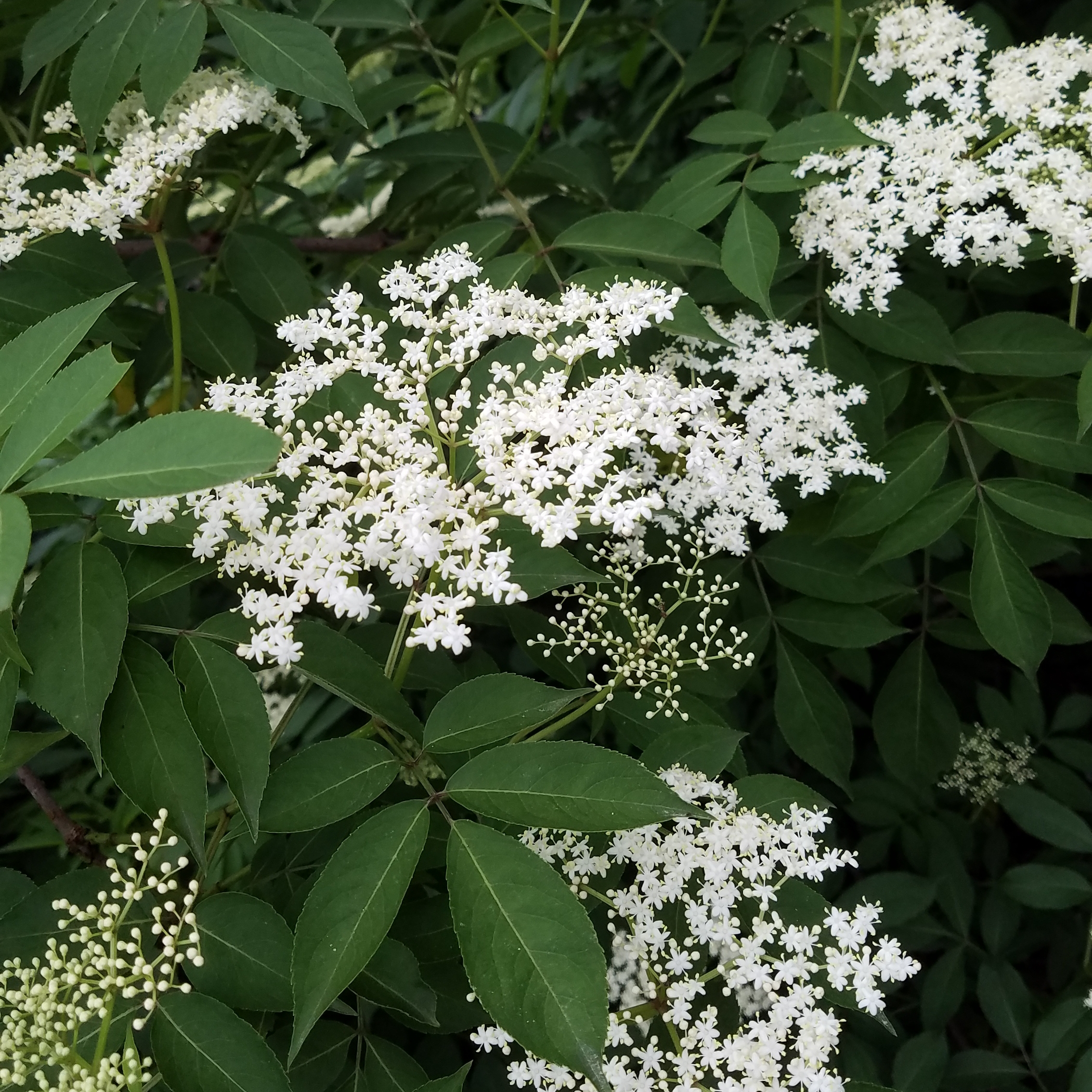Elderflowers are in Bloom – Red Rope Farm