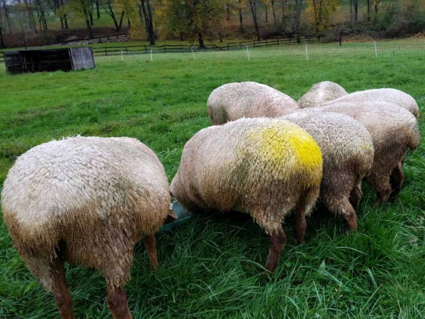 Using a Marking Harness on Your Ram – Red Rope Farm