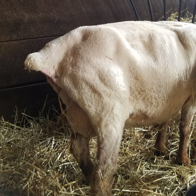 Stages of Lambing (graphic photos) – Updated – Red Rope Farm