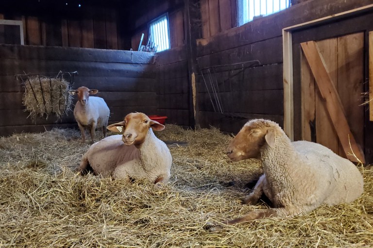 Stages of Lambing (graphic photos) – Updated – Red Rope Farm