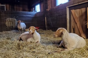 Stages of Lambing (graphic photos) – Updated – Red Rope Farm