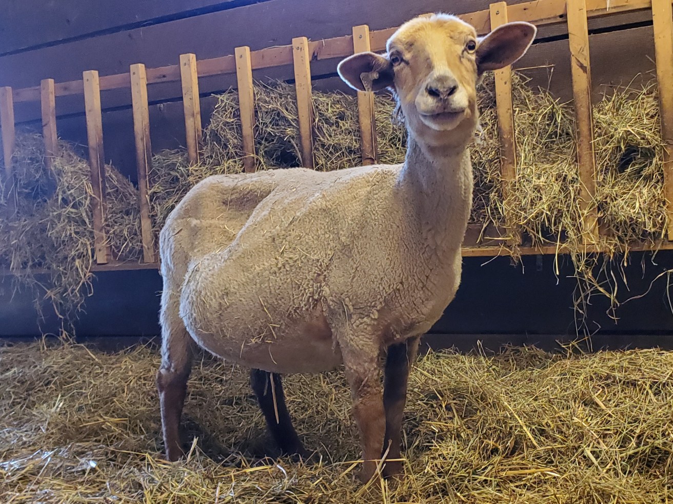 Stages of Lambing (graphic photos) – Updated – Red Rope Farm