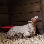 Stages of Lambing (graphic photos) – Updated – Red Rope Farm