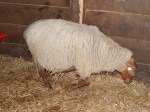 Stages of Lambing (graphic photos) – Updated – Red Rope Farm