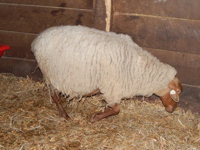 Stages of Lambing (graphic photos) – Updated – Red Rope Farm